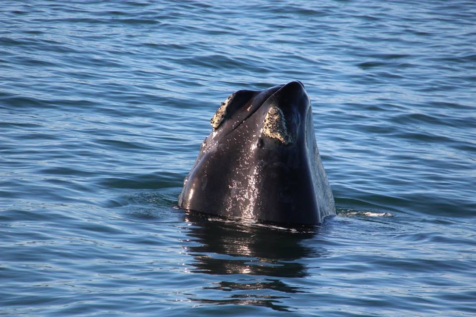 პირველად ისტორიაში, წითელ ზღვაში ლურჯი ვეშაპი შენიშნეს - 1TV