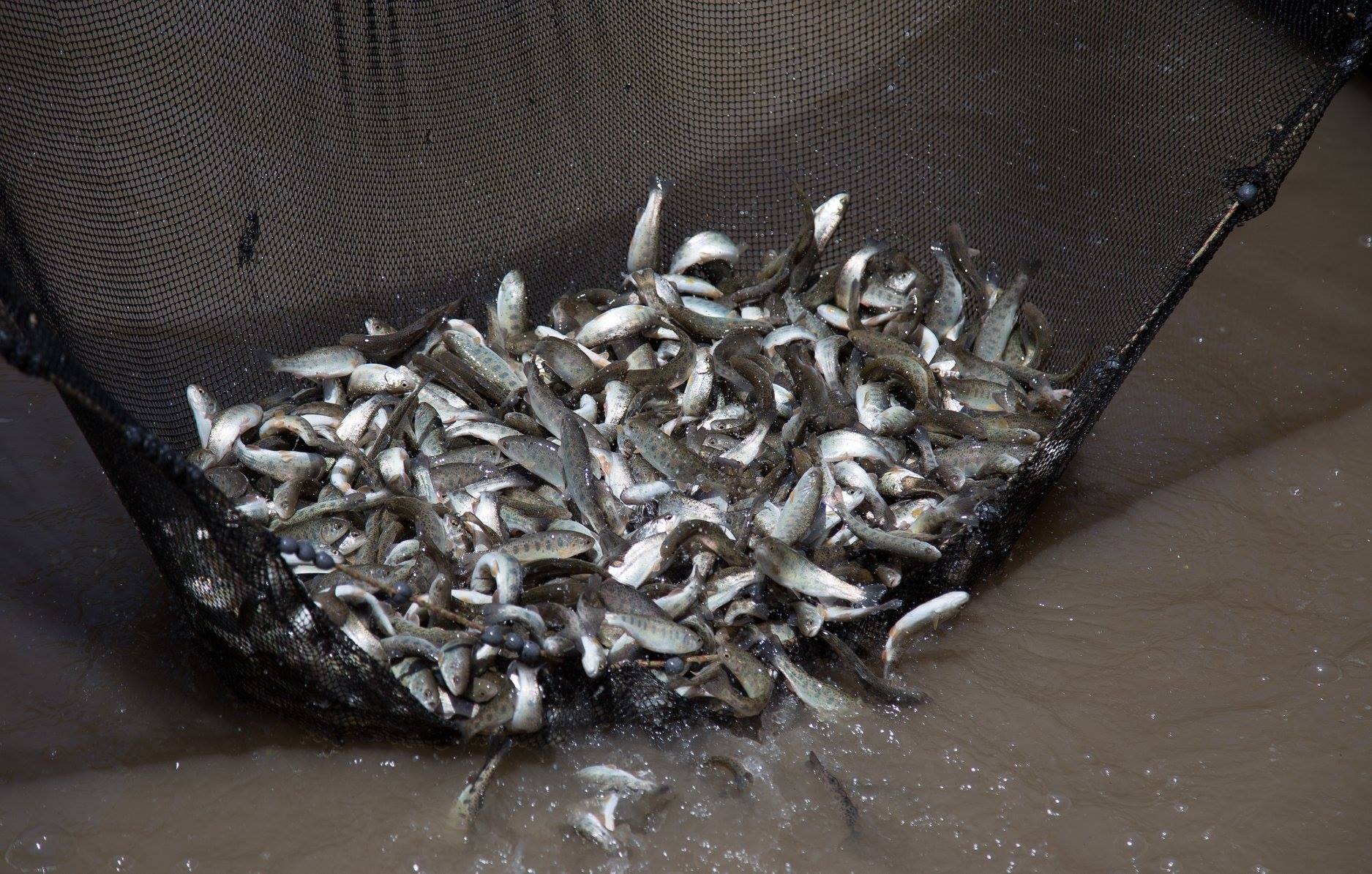 ხარაგაულში საკალმახე მეურნეობაში 250 000 აშშ დოლარის ინვესტიცია ...