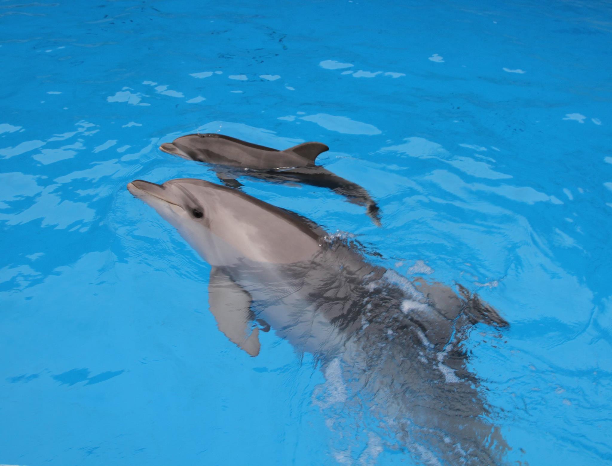 ბათუმის დელფინარიუმში ორი დელფინი დაიბადა [ვიდეო] - 1TV