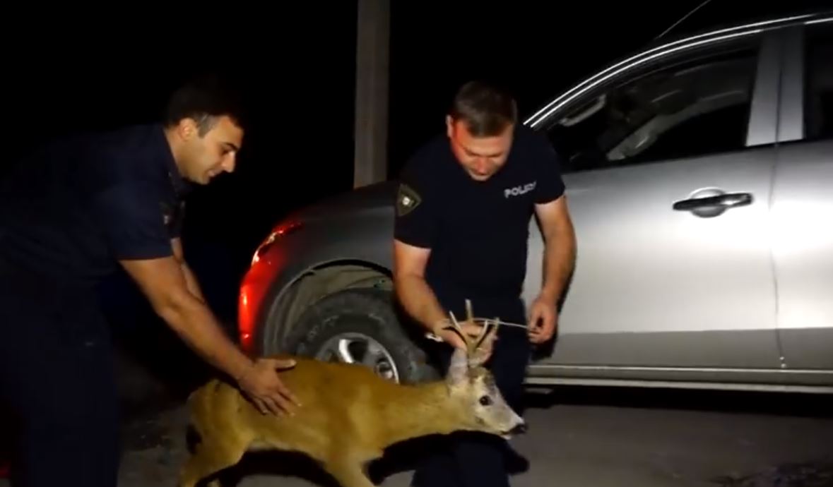 ფასანაურთან, საავტომობილო გზაზე ნაპოვნი შველი ტყეში უვნებლად დააბრუნეს ...