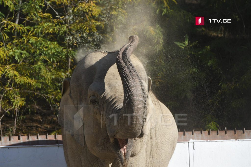 Surgery of elephant Grand underway at Tbilisi Zoo - 1TV