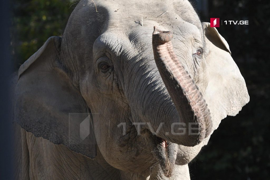 Surgery of elephant Grand underway at Tbilisi Zoo - 1TV