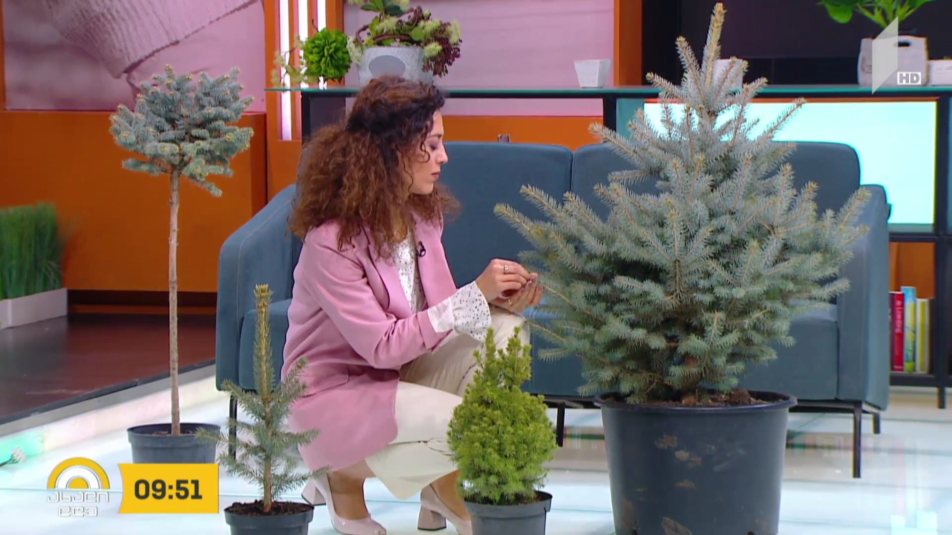 საახალწლო ნაძვის ხე - 1TV ახალი დღე