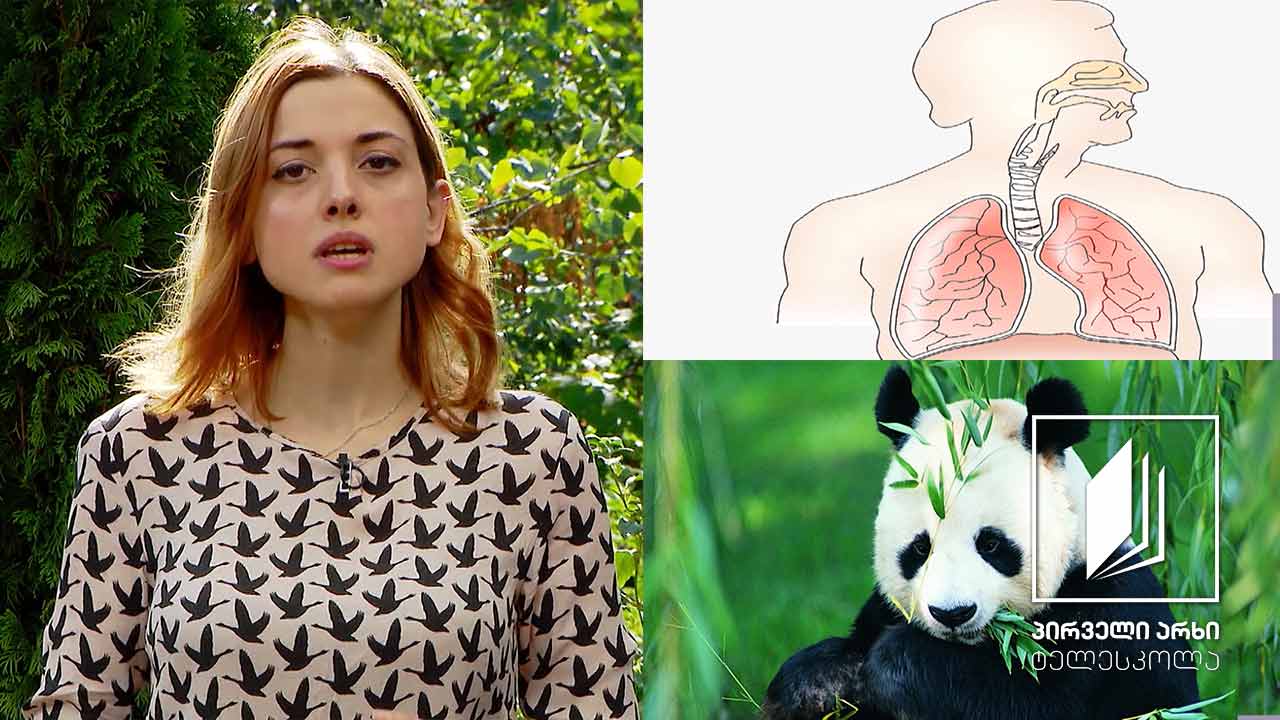 ბიოლოგია Ix კვება და სუნთქვა ტელესკოლა 1tv