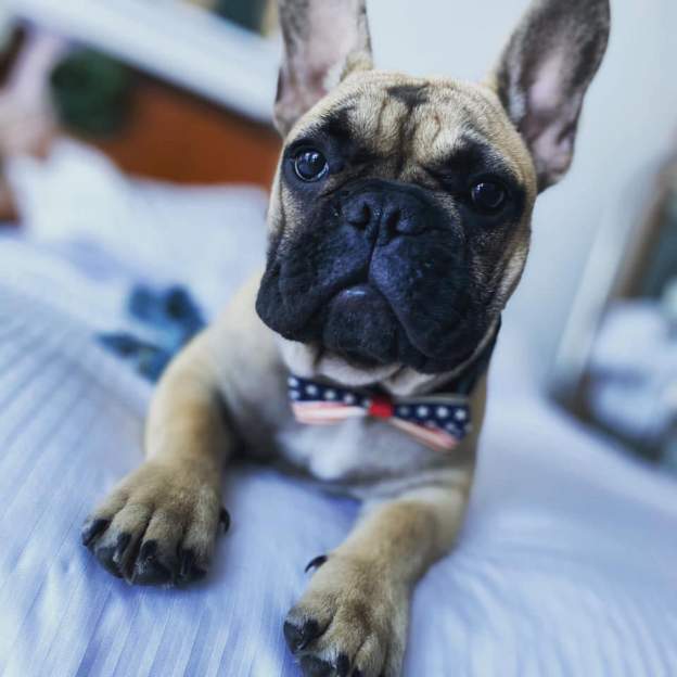 კენტუკის შტატში ქალაქის მერად ექვსი თვის ფრანგული ბულდოგი აირჩიეს - 1TV