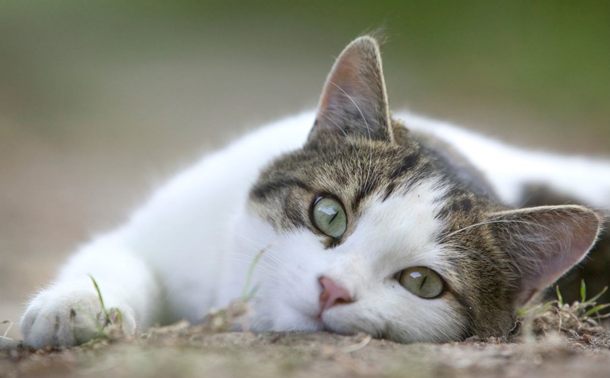 როდის და როგორ მოვიშინაურეთ კატები — დაკარგული ისტორიის ახალი დეტალები ...