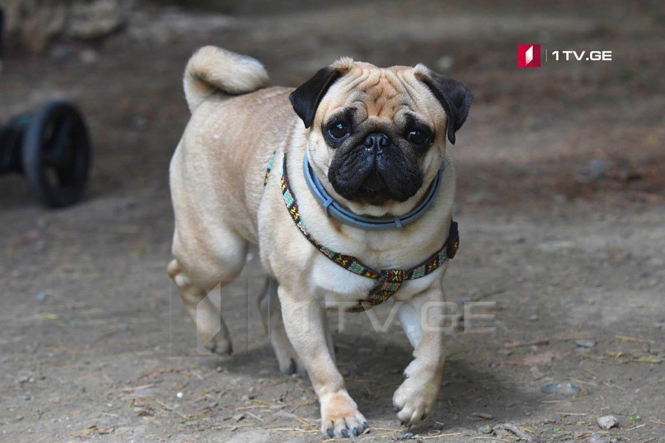 Georgia launches state programme to tackle stray dog problem - 1TV